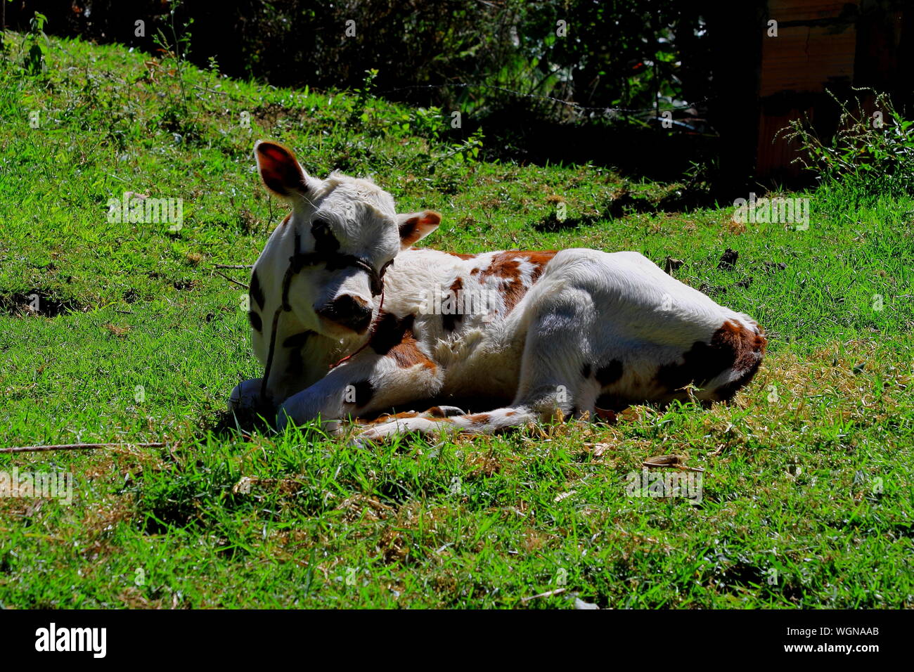 Calf grass hi-res stock photography and images - Alamy