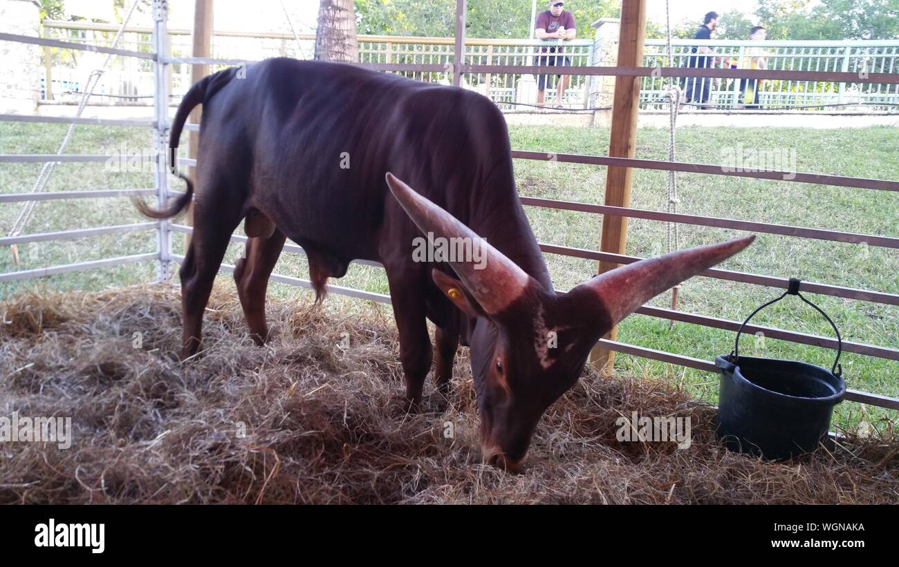 Bull Pen High Resolution Stock Photography and Images - Alamy