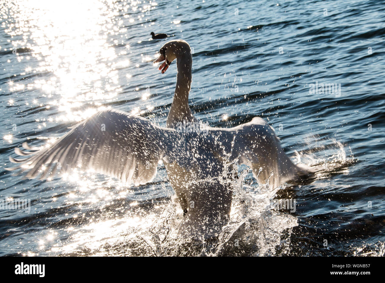 White swan splashing in water hi-res stock photography and images - Alamy