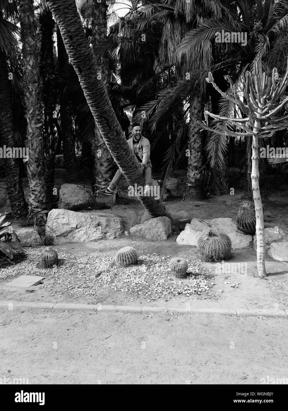 Man on palm tree hi-res stock photography and images - Alamy