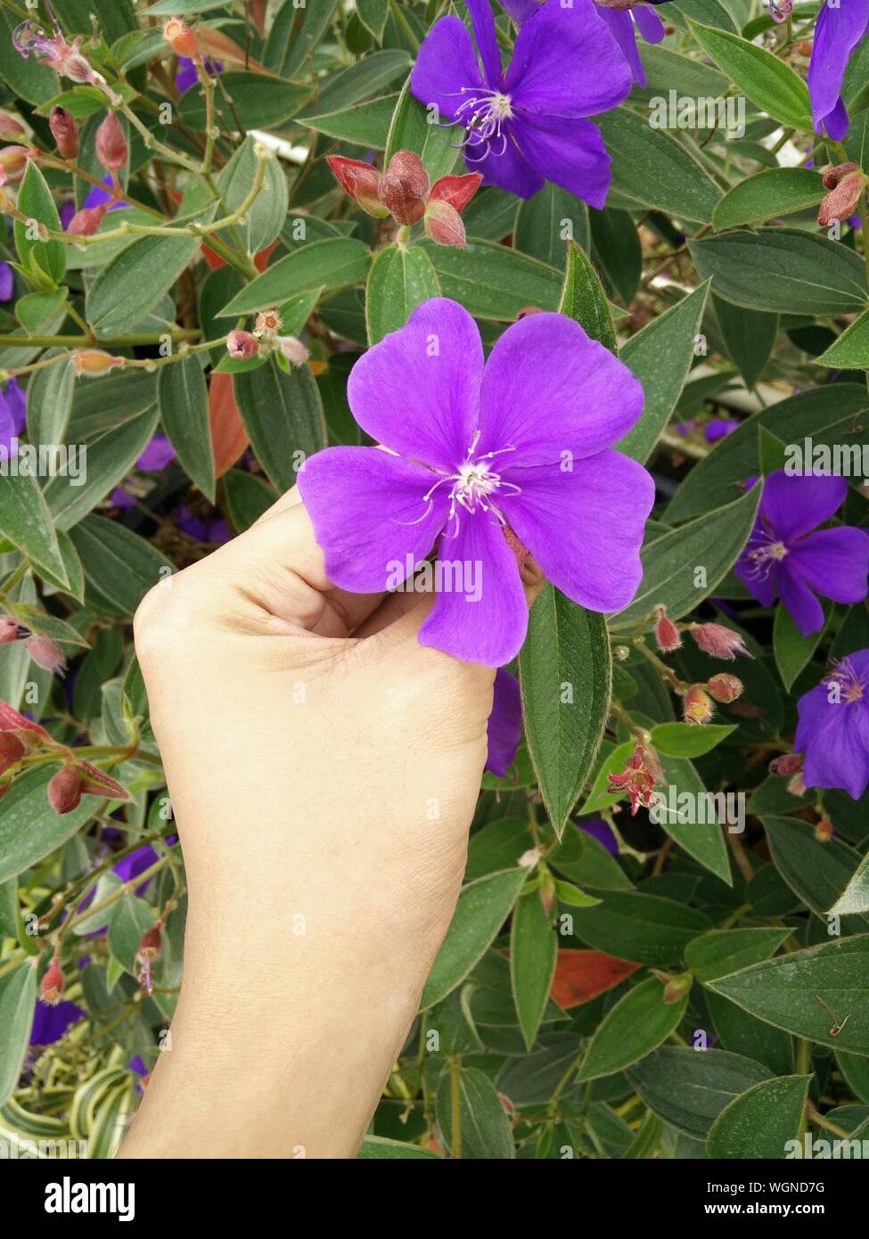 Plucking flower petal hi-res stock photography and images - Alamy