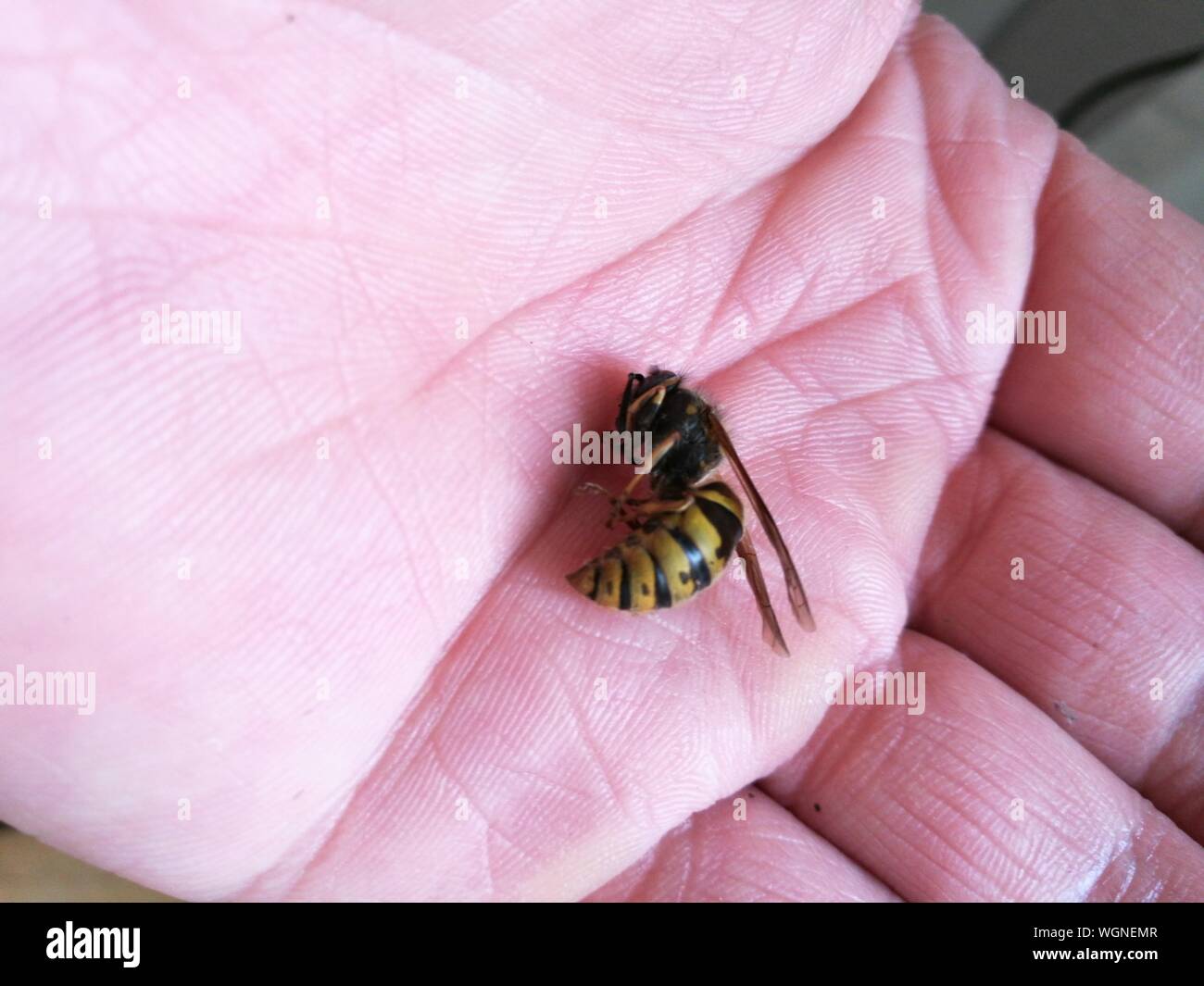 Dead bee hand hi-res stock photography and images - Alamy