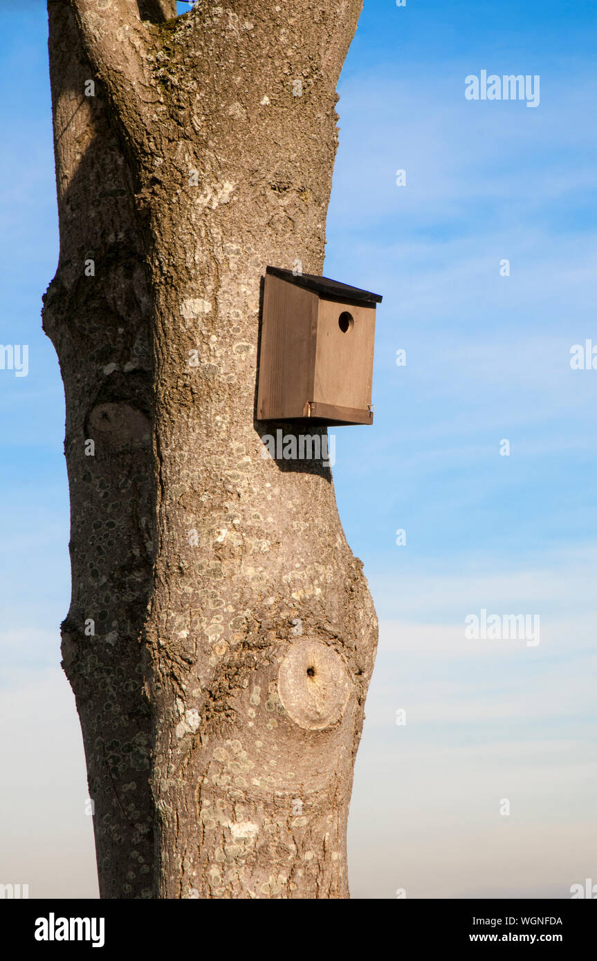 Side of tree hi-res stock photography and images - Alamy