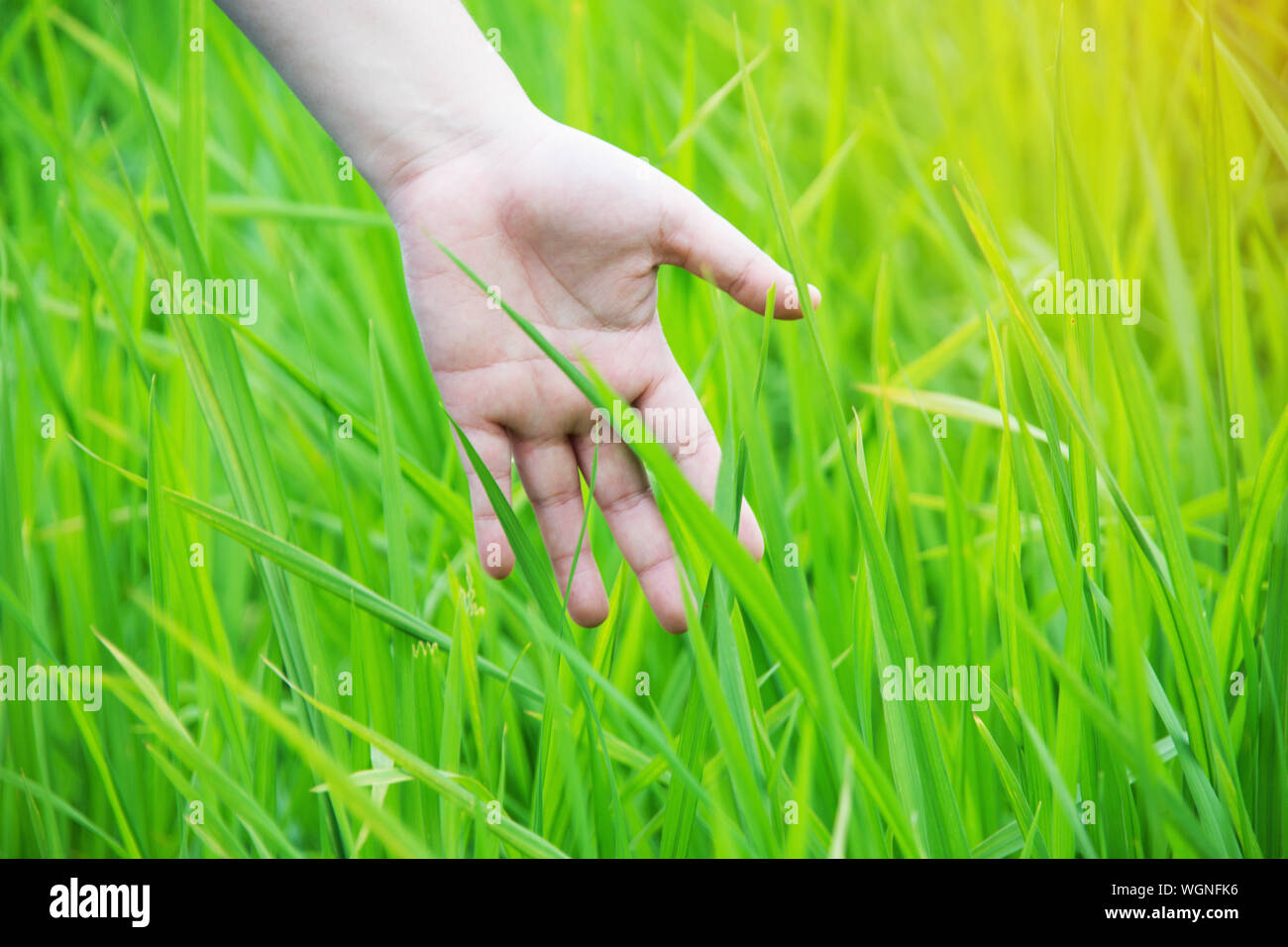 Human hand touching grass hi-res stock photography and images - Alamy