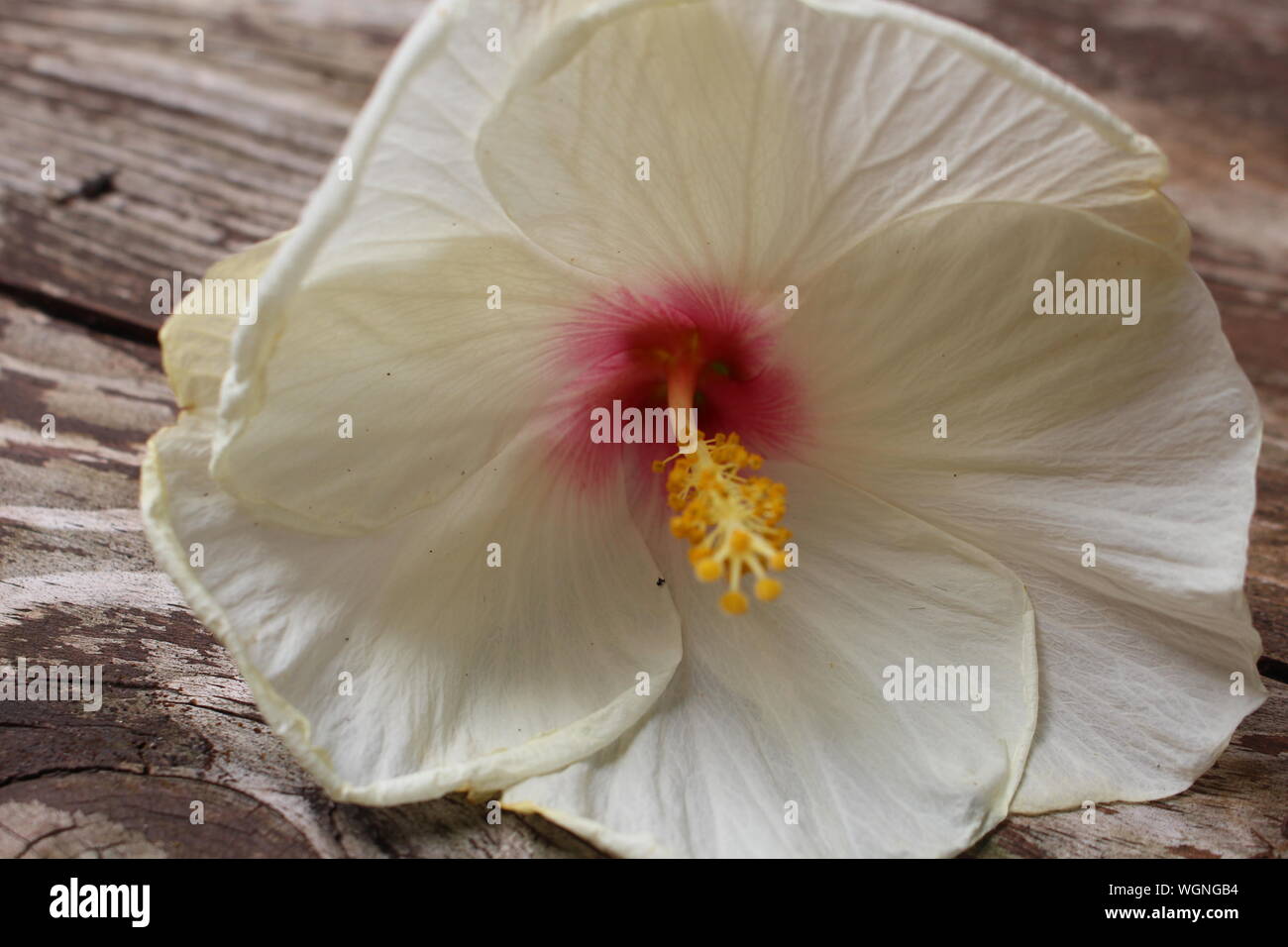 Hibiscus on barn wood Stock Photo - Alamy