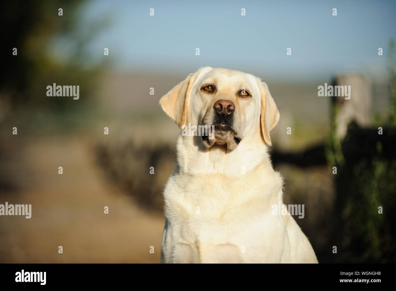 Labrador retriever her hi-res stock photography and images - Alamy