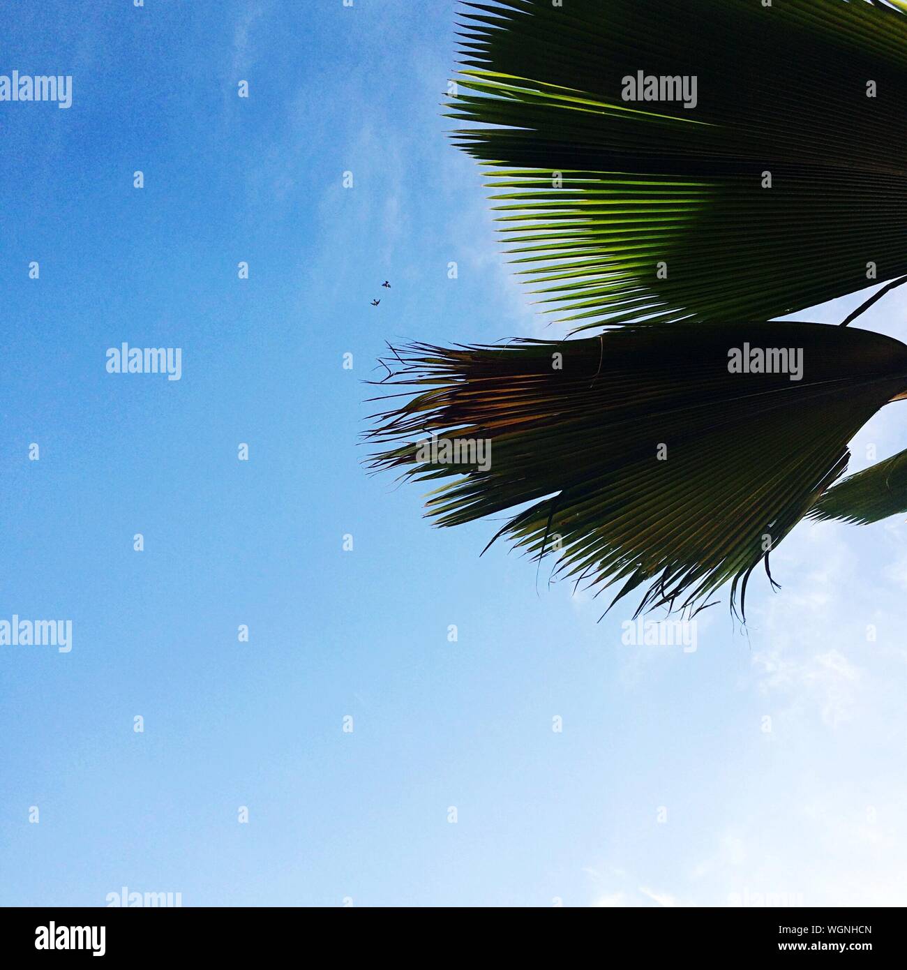 Palm tree fronds growth hi-res stock photography and images - Alamy