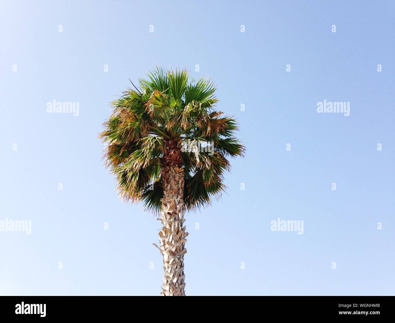 Fan Palm Tree High Resolution Stock Photography and Images - Alamy