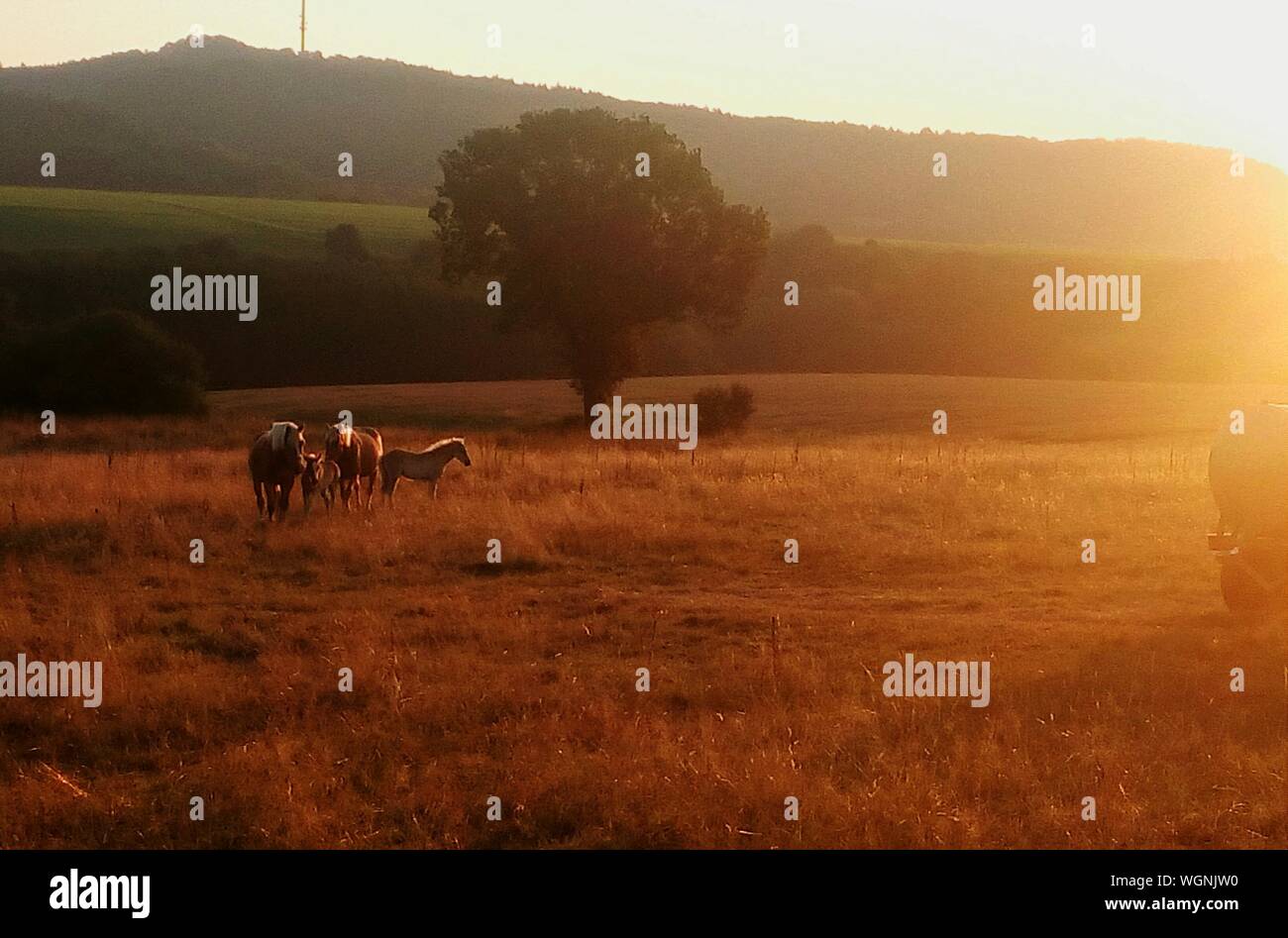 Horse Family Tree High Resolution Stock Photography and Images - Alamy