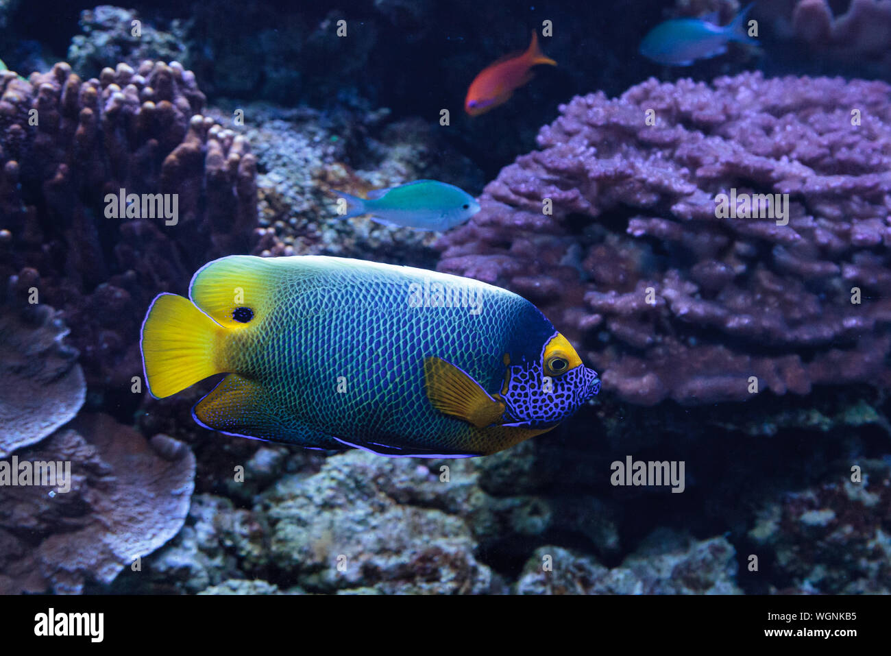 Blueface hi-res stock photography and images - Alamy