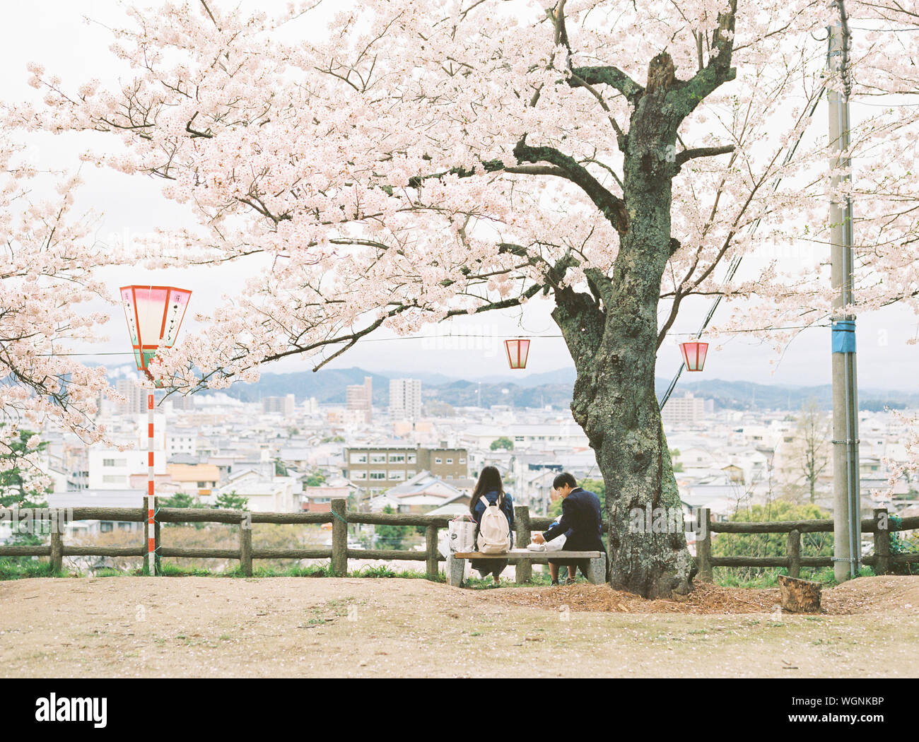 Love under tree hi-res stock photography and images - Alamy