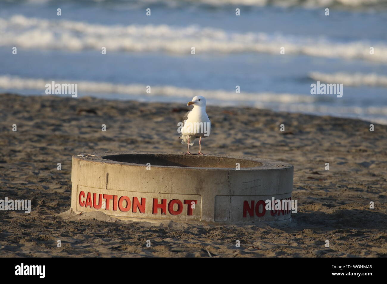 Seagull Warning High Resolution Stock Photography and Images - Alamy