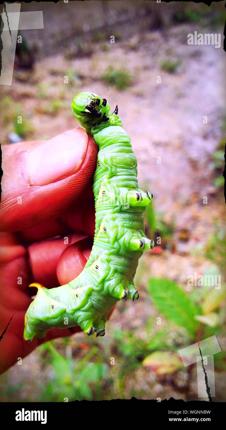 Insect in hand hi-res stock photography and images - Alamy
