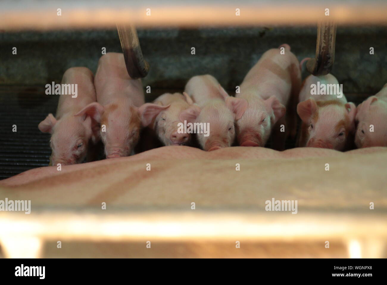 Pig Feeding Piglets High Resolution Stock Photography and Images - Alamy