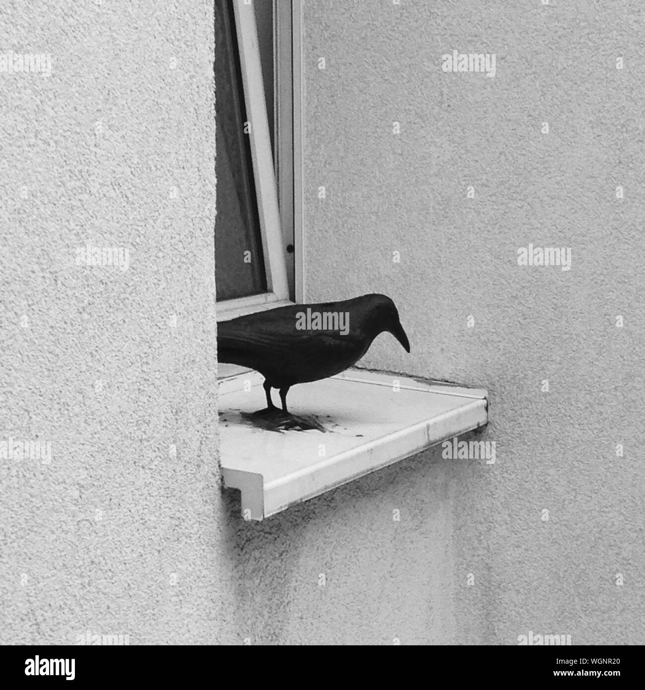 Raven Black and White Stock Photos & Images - Alamy