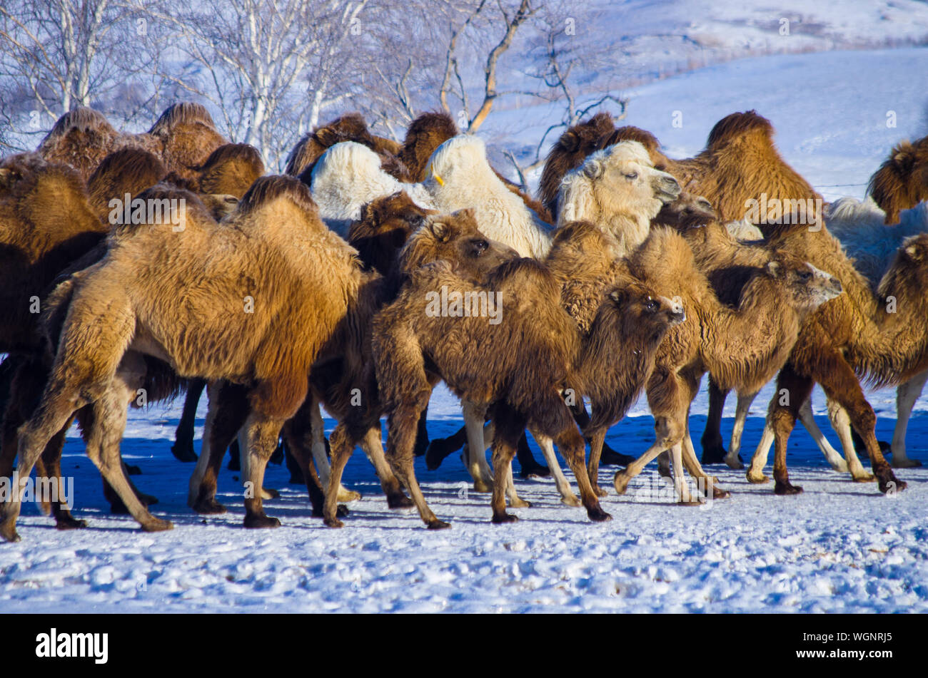 Camel calves hi-res stock photography and images - Alamy