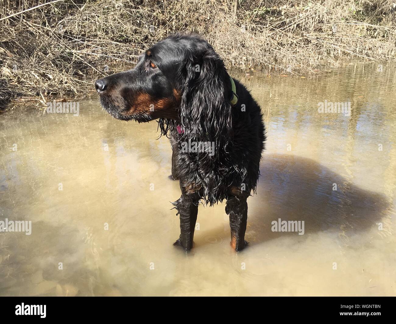 Black and brown gordon setter hi-res stock photography and images - Alamy