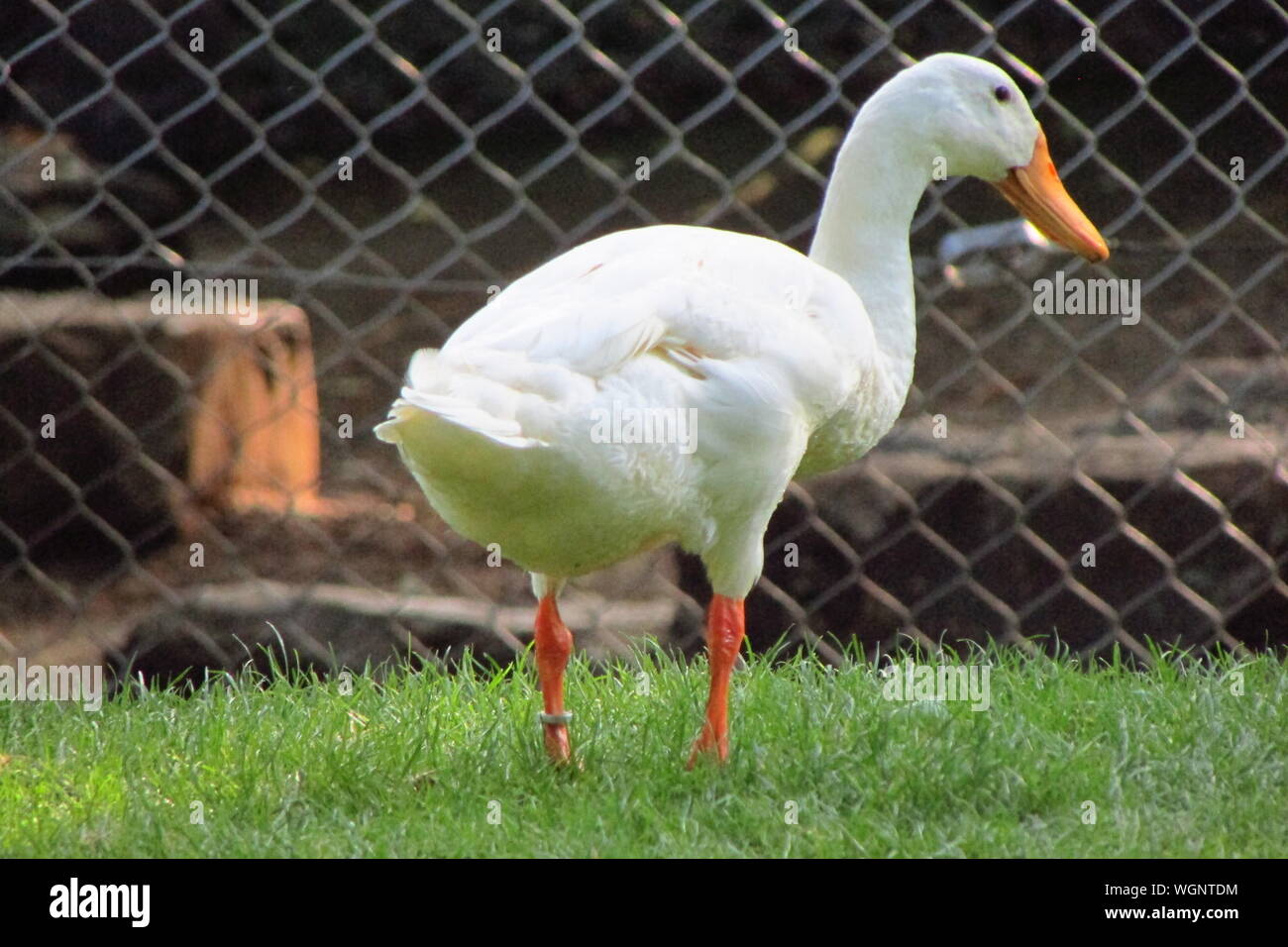 Duck in zoo hi-res stock photography and images - Alamy