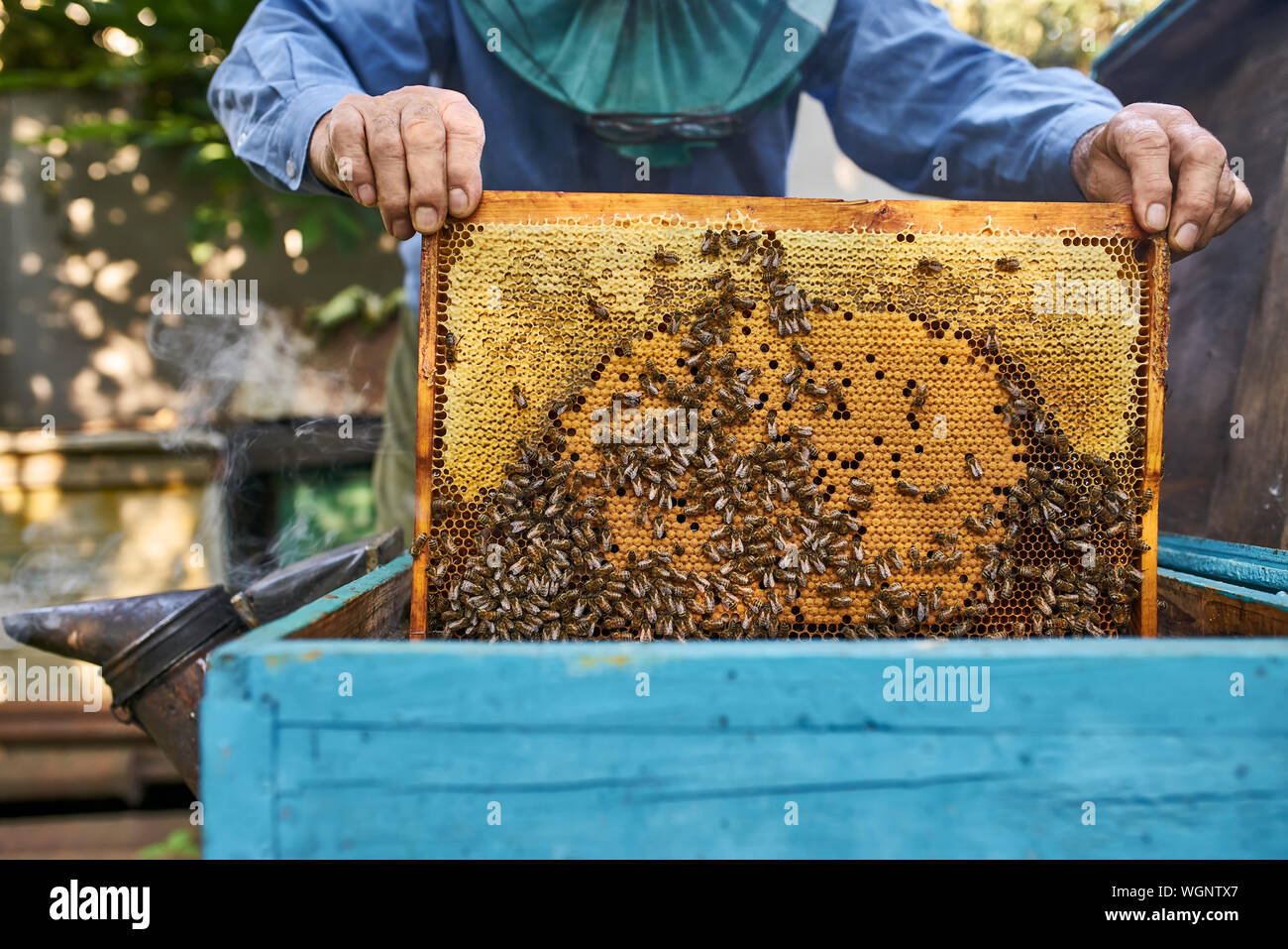 Beekeeper in a green protective hat veil takes out a honeycomb in a ...