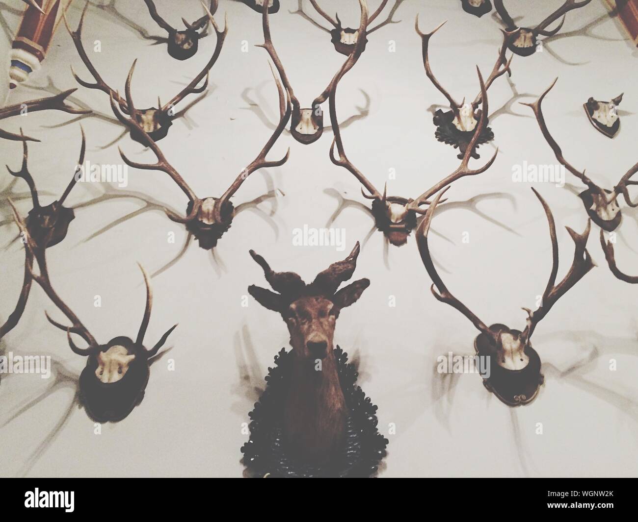 Animal hunting trophies hi-res stock photography and images - Alamy