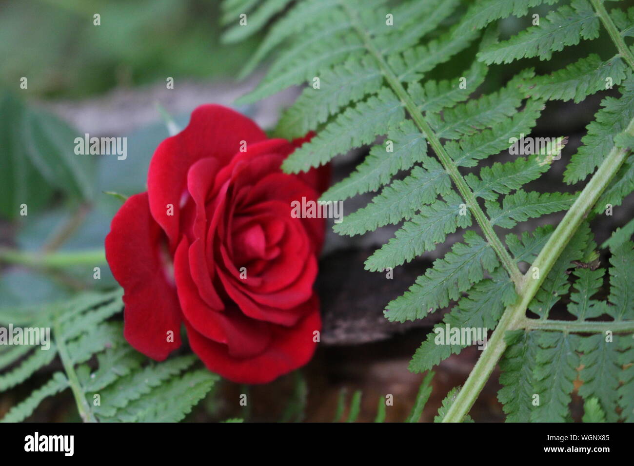 red rose and ferns Stock Photo - Alamy