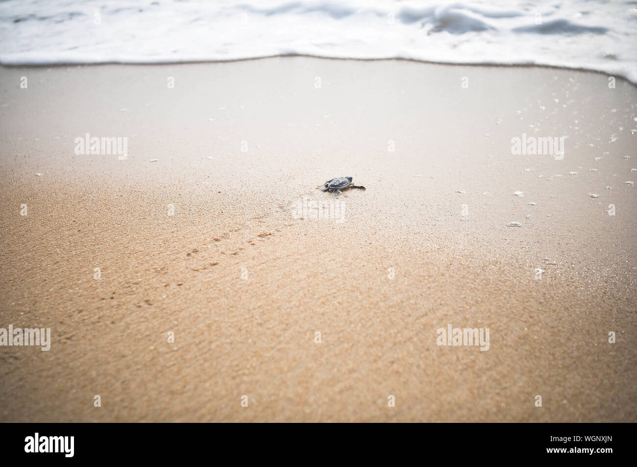 Crawling turtle hi-res stock photography and images - Alamy