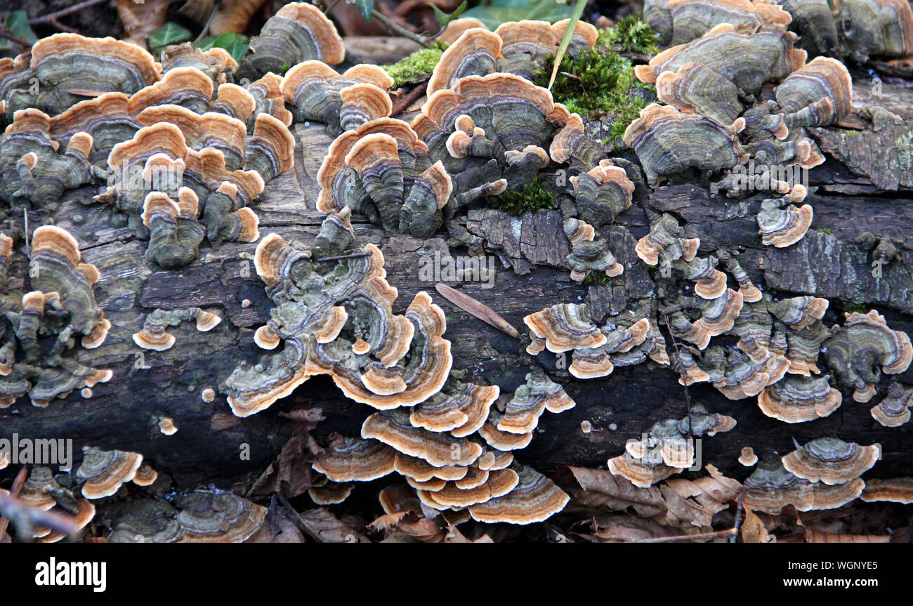 Dead wood fungus hi-res stock photography and images - Alamy