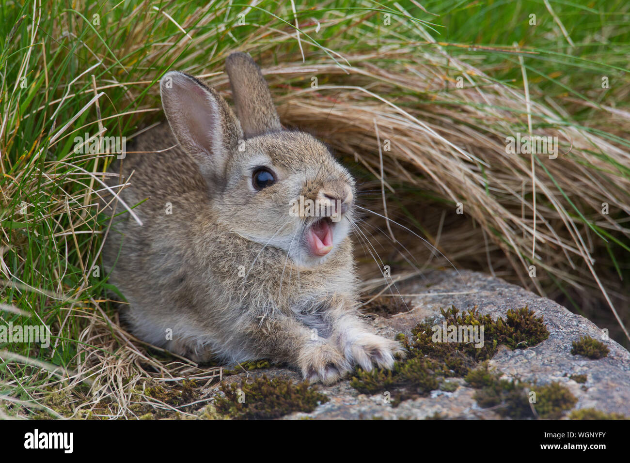 Rabbit yawning hi-res stock photography and images - Alamy