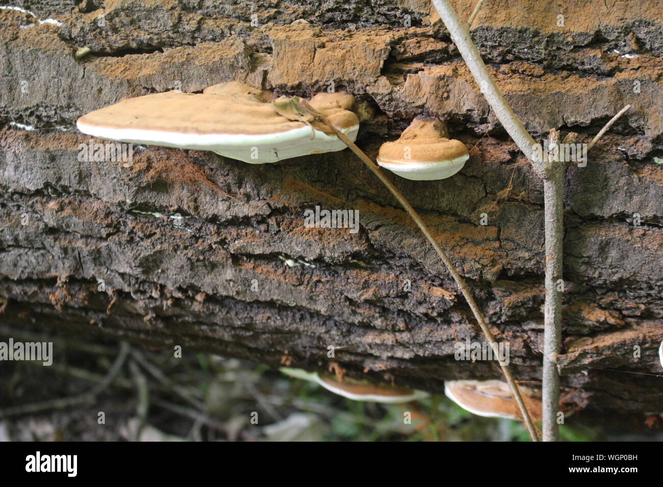 Fungus on a log in the woods Stock Photo - Alamy
