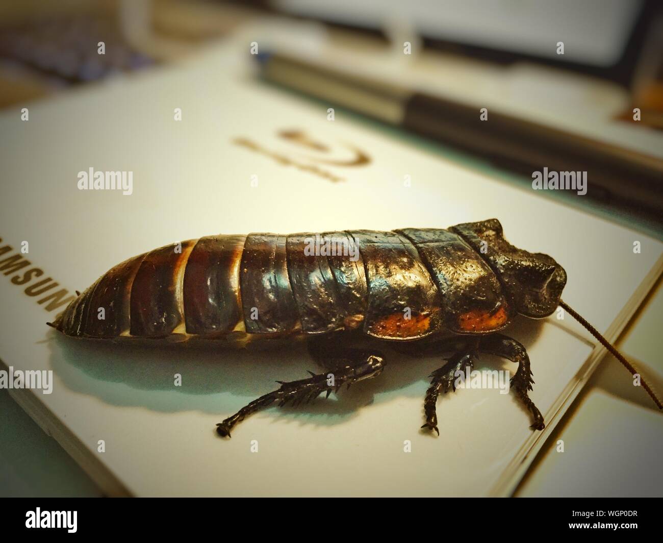 One cockroach hi-res stock photography and images - Alamy