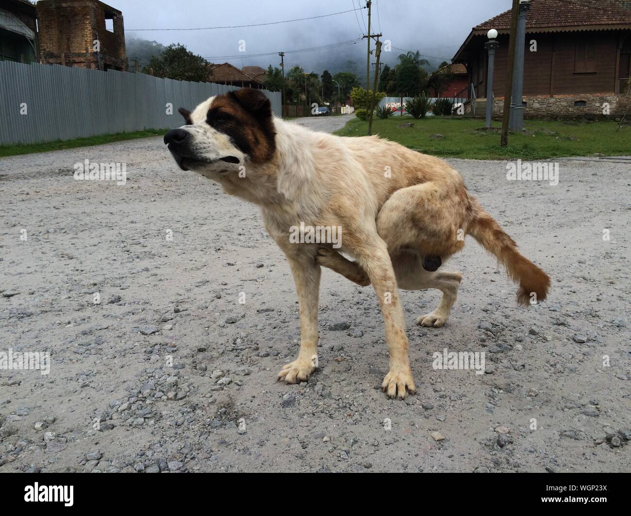Dog scratching house hi-res stock photography and images - Alamy