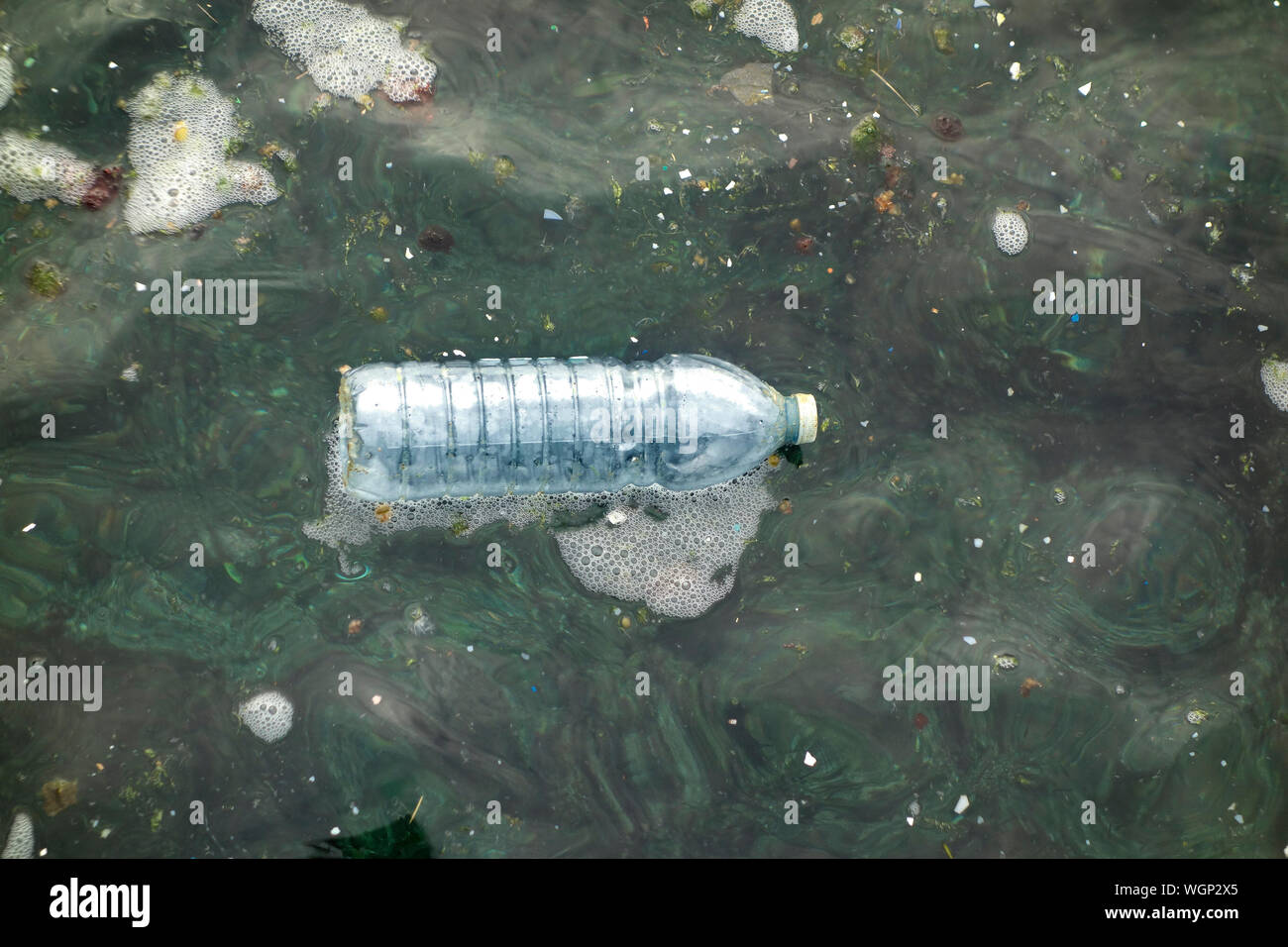 Contaminated Fish High Resolution Stock Photography and Images - Alamy