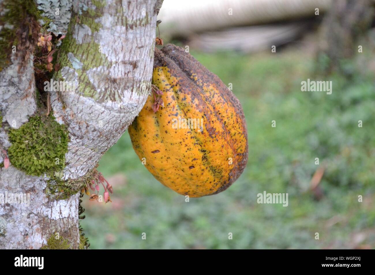 Trunk Fruit High Resolution Stock Photography and Images - Alamy