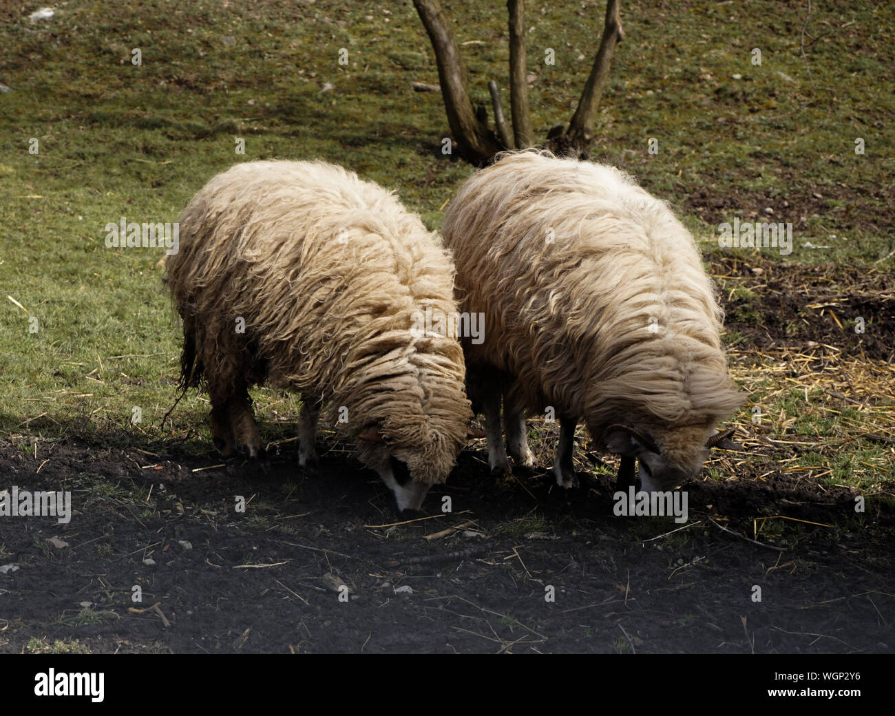 Two Grazing Sheep High Resolution Stock Photography and Images - Alamy