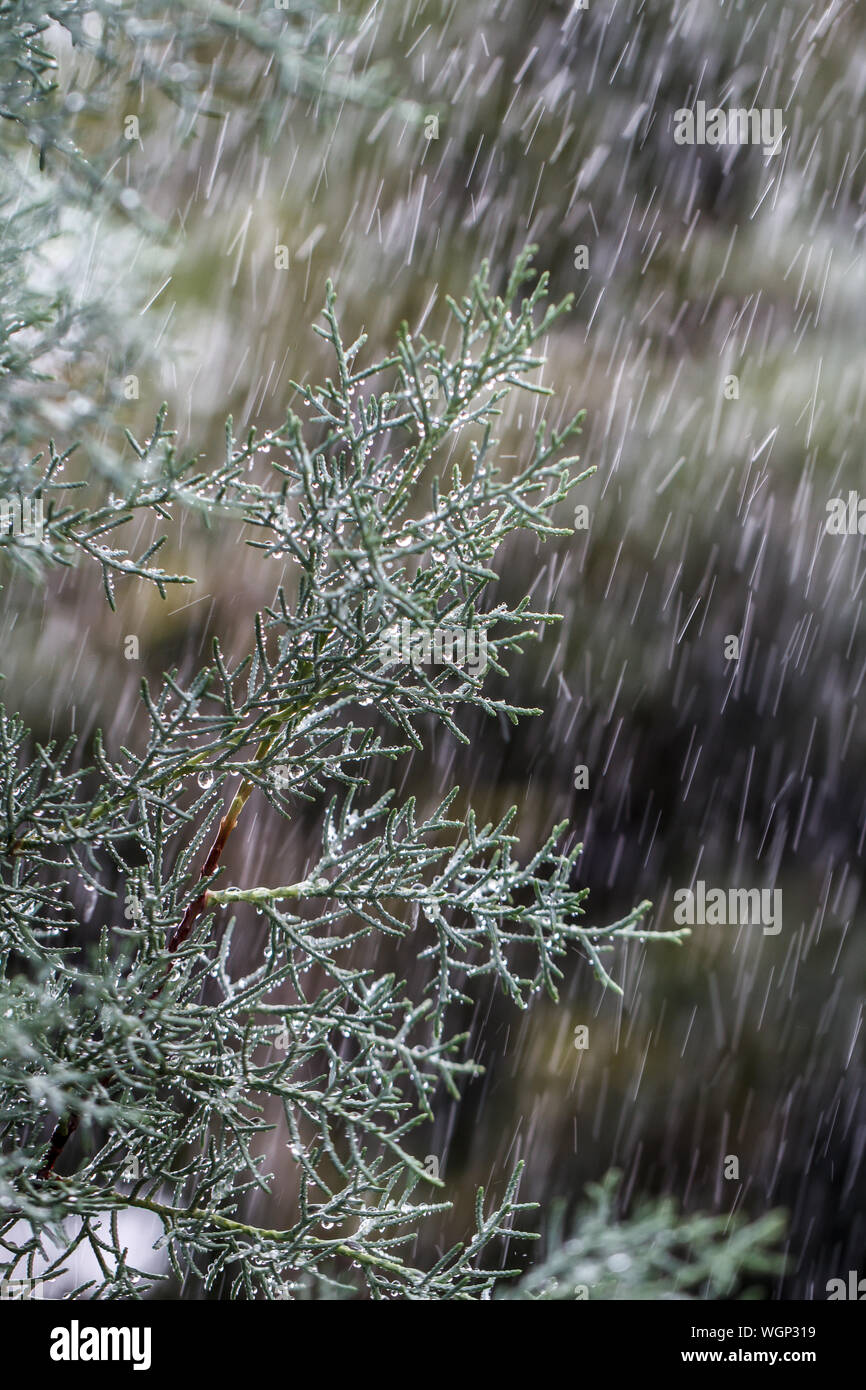 Rain on pine tree hi-res stock photography and images - Alamy