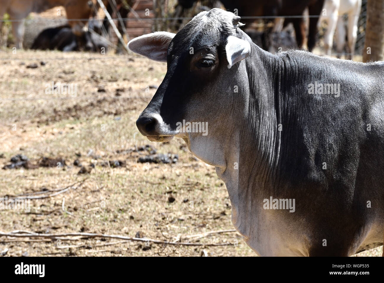farm breeding with cow calf bull ox in nature landscape Stock Photo - Alamy
