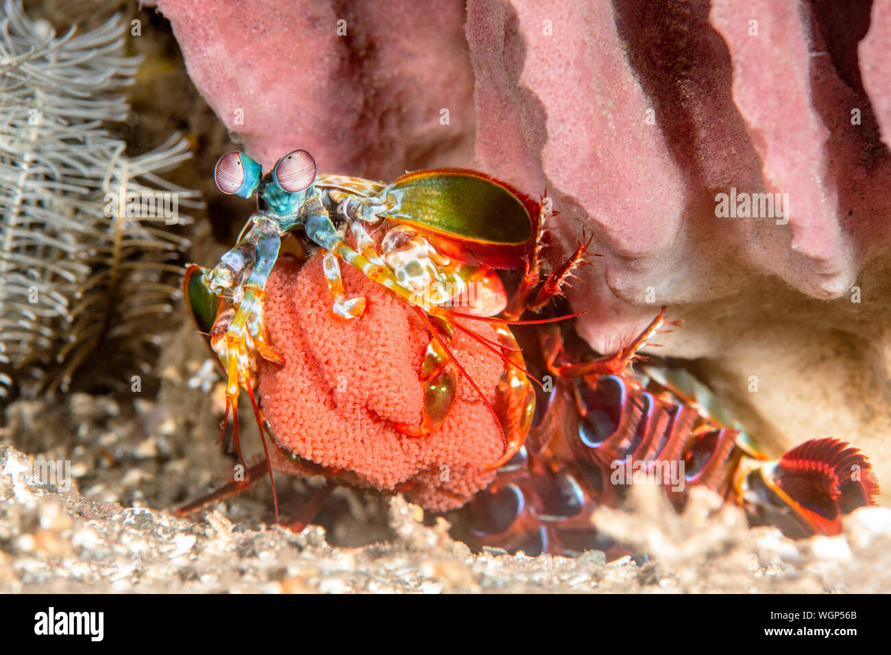 In a rare instance, a vibrantly colorful mantis shrimp, embracing her ...