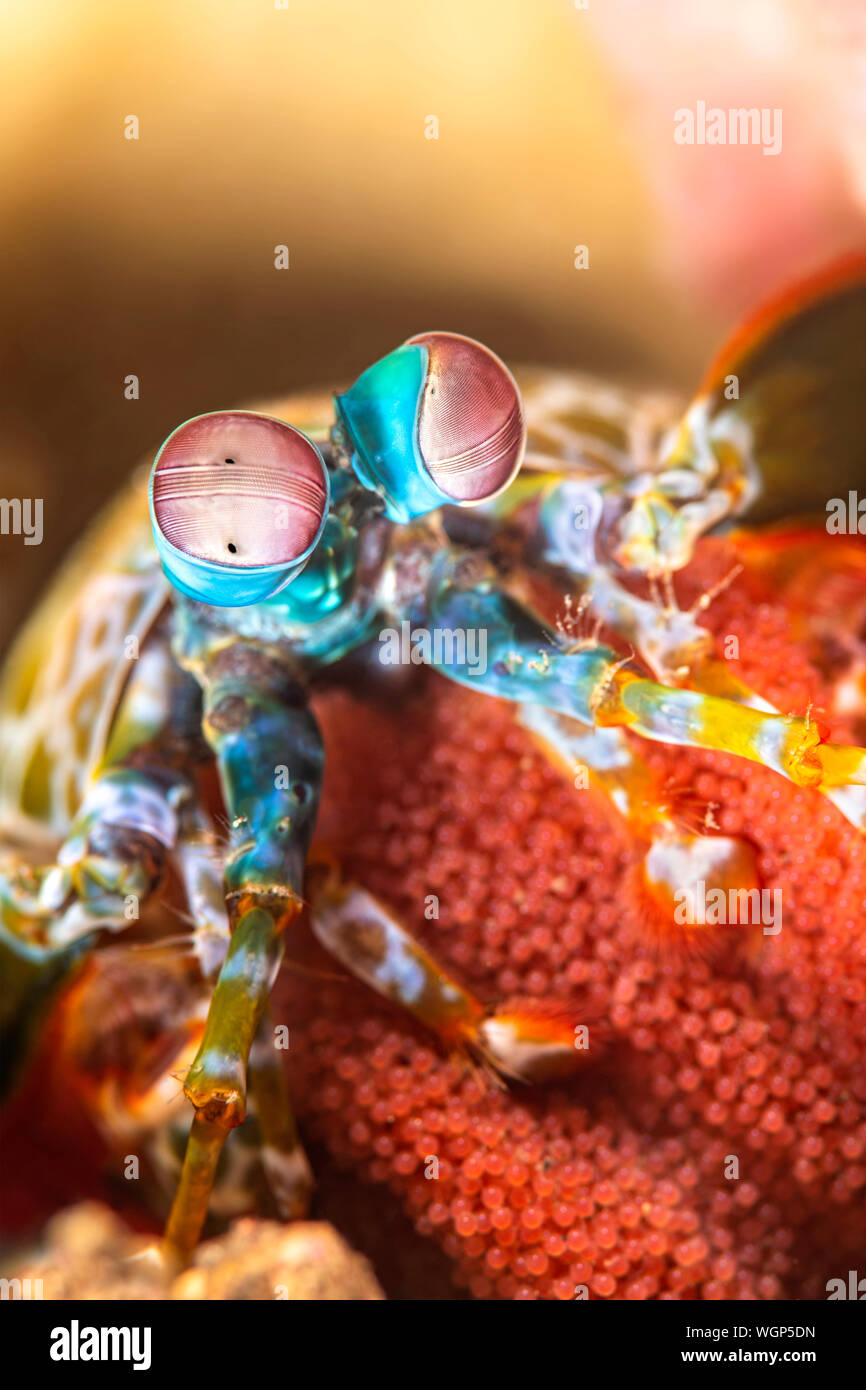 Brood eggs hi-res stock photography and images - Alamy