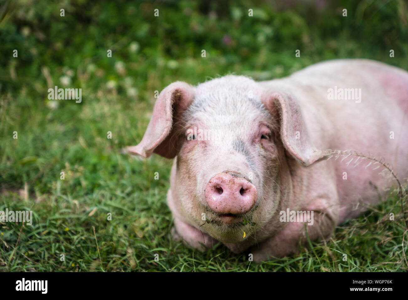 Pig portrait at free range organic pig farm - happy smiling pig with ...