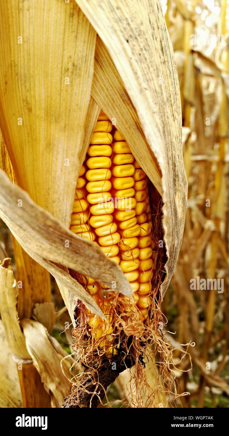 Corn in the husk hi-res stock photography and images - Alamy