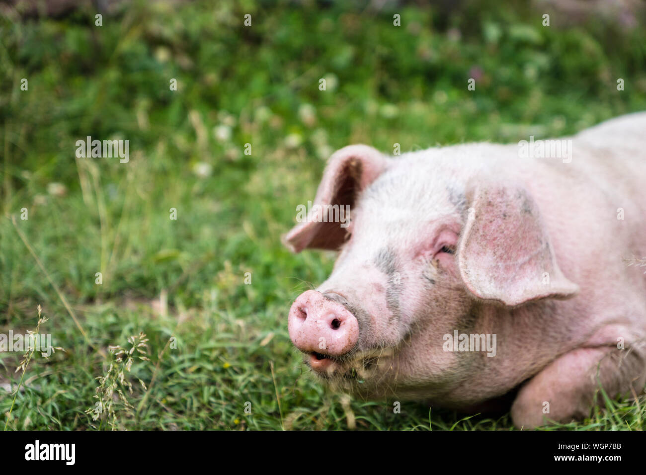 Pig portrait at free range organic pig farm - happy smiling pig with ...
