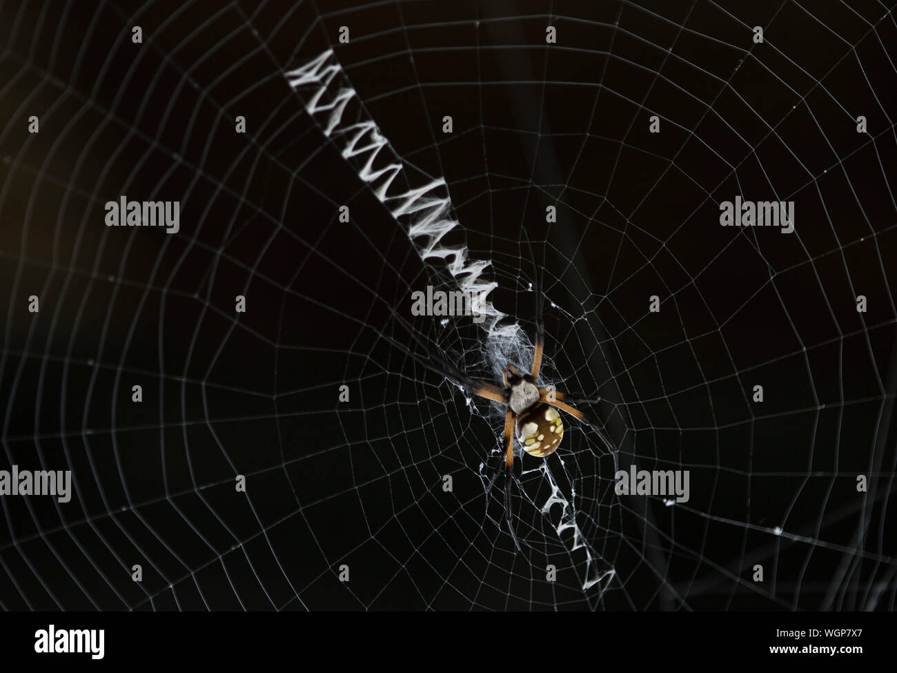 Spider webs create hi-res stock photography and images - Alamy
