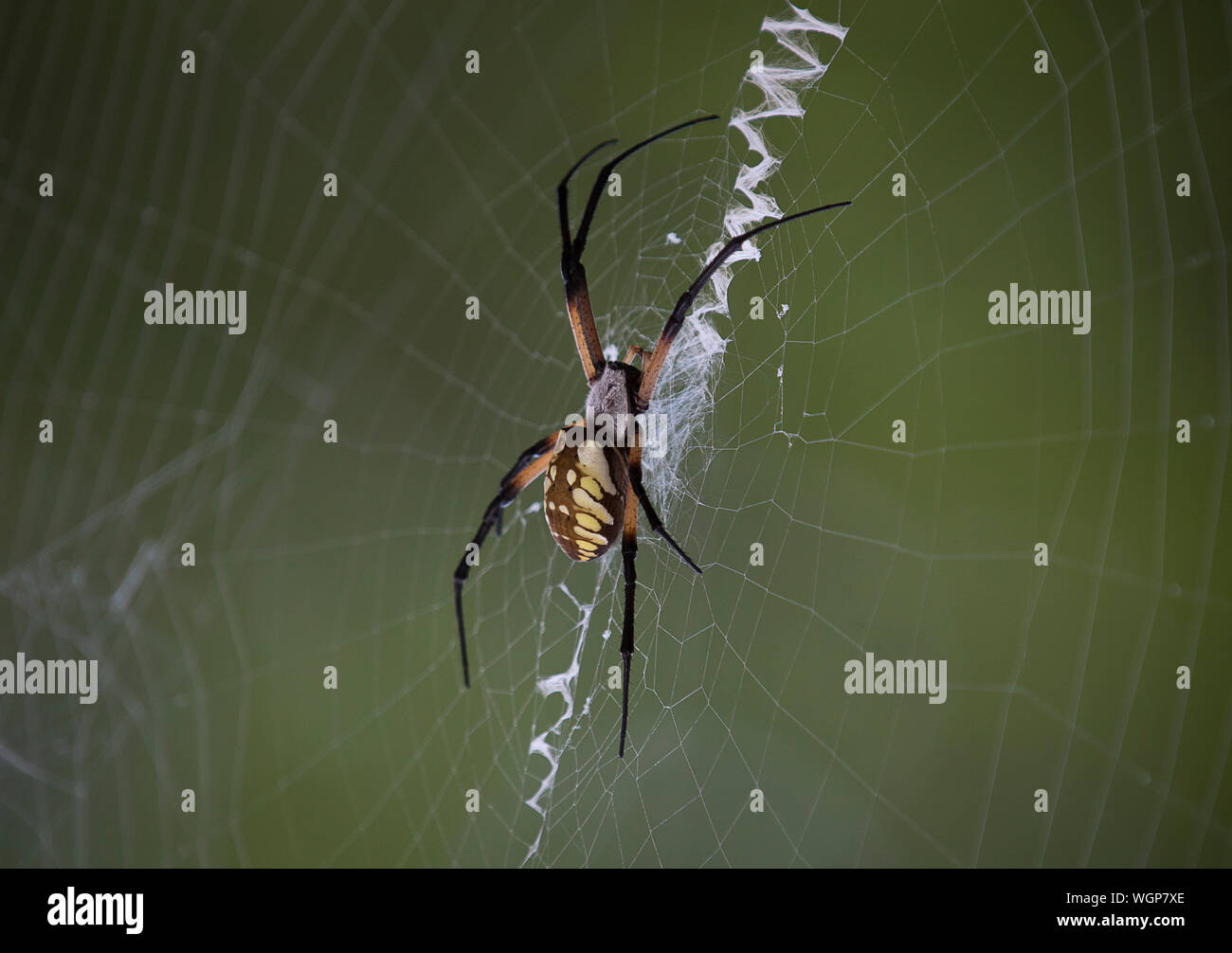 Spider webs create hi-res stock photography and images - Alamy