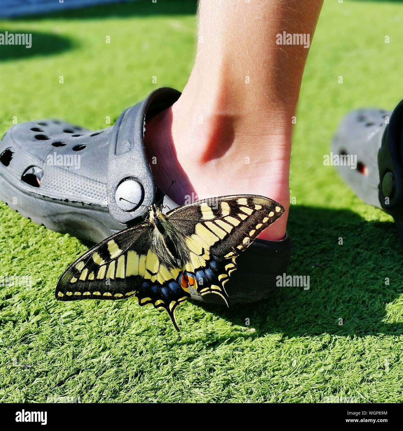 Foot and wing hi-res stock photography and images - Alamy