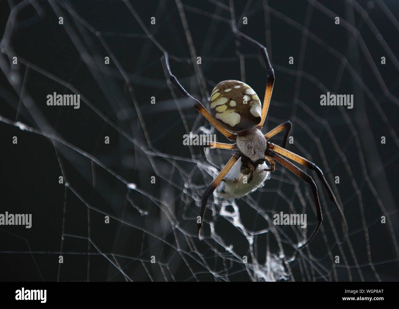 Spider webs create hi-res stock photography and images - Alamy