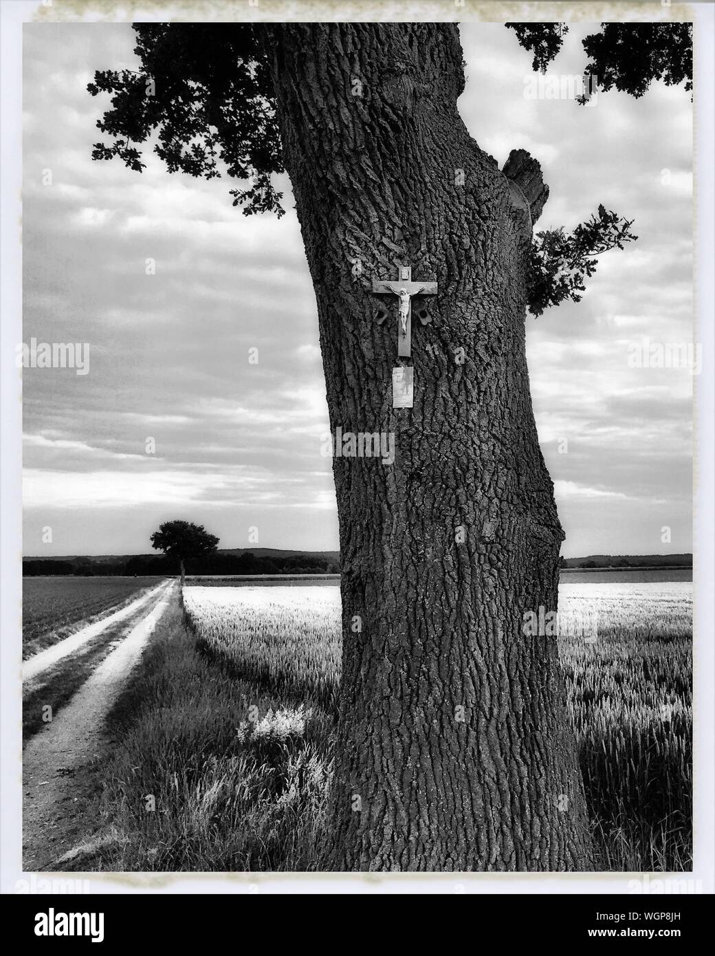 Crucifixion tree hi-res stock photography and images - Alamy