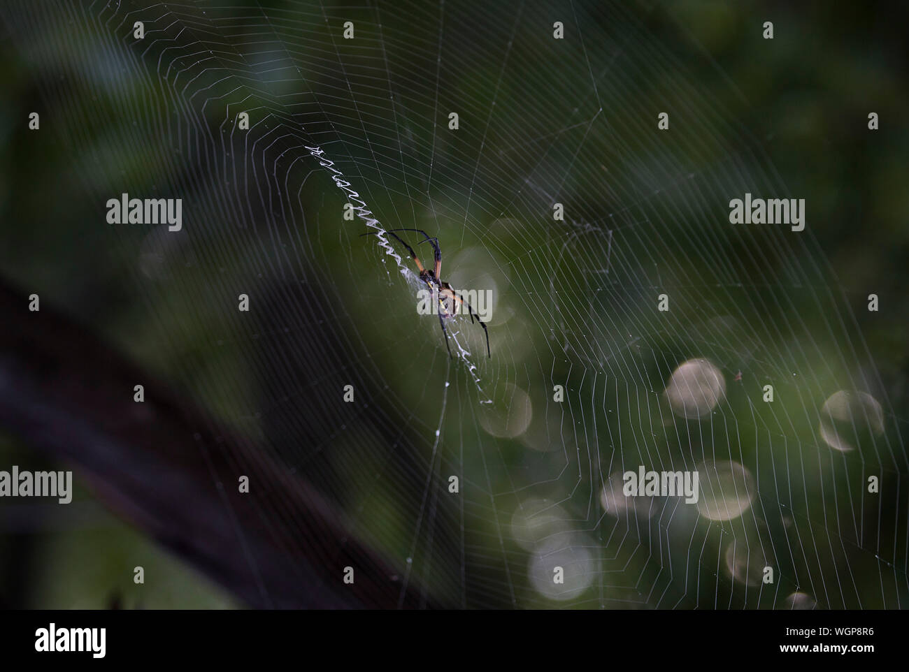 Spider webs create hi-res stock photography and images - Alamy