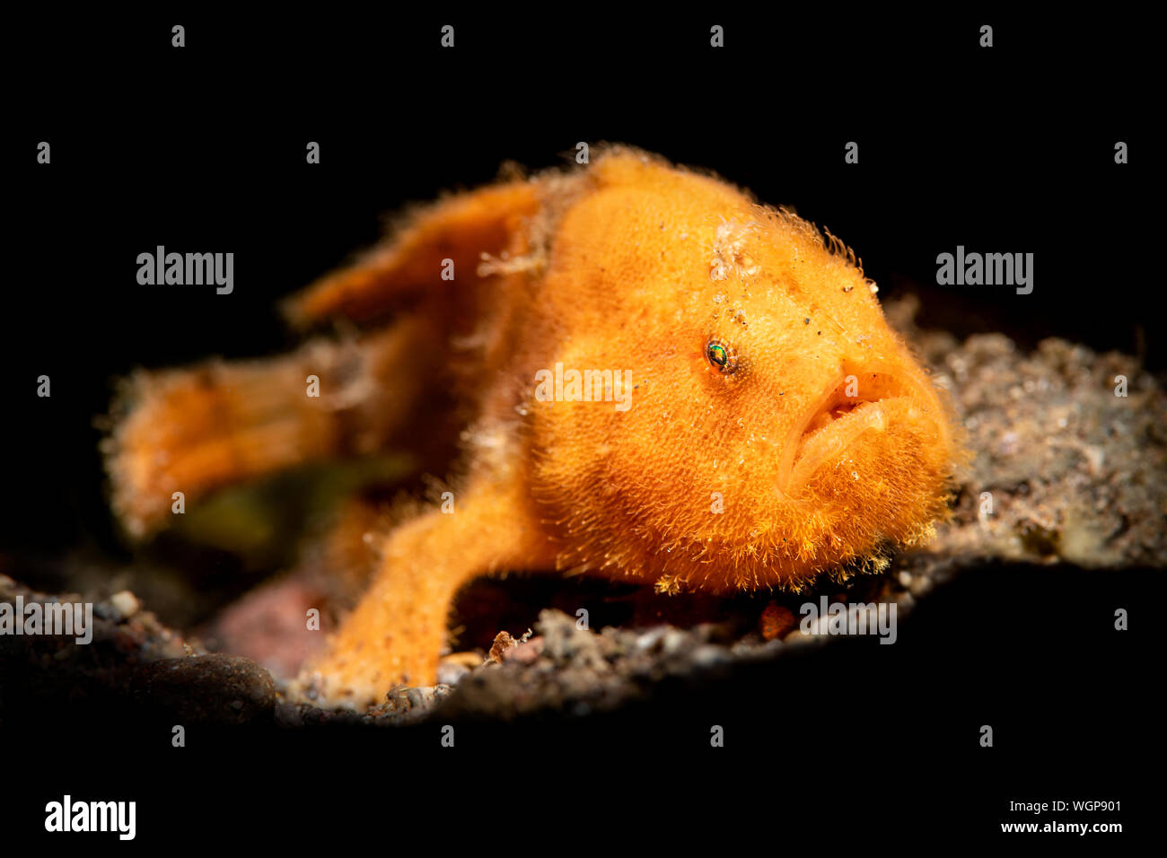 A small, orange frogfish on the sandy bottom of Bali, Indonesia is lit ...