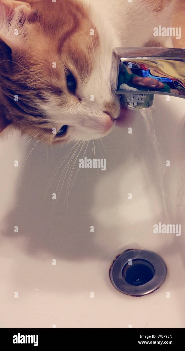 Faucet cat hi-res stock photography and images - Alamy