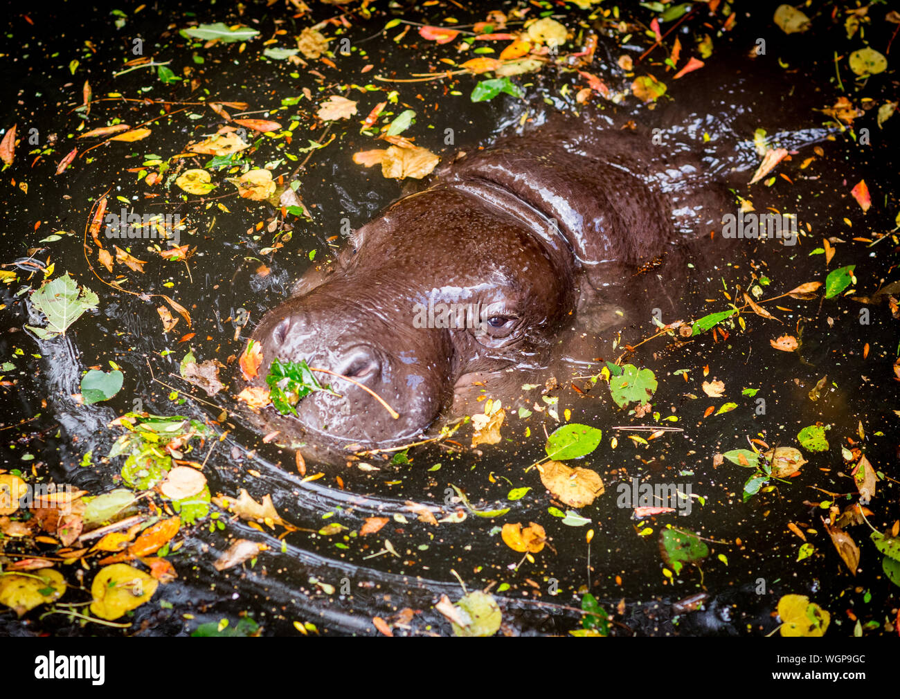 Pygmy hippo hi-res stock photography and images - Alamy
